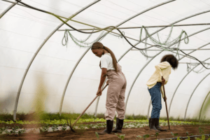 Best Crops To Grow In Polytunnel All Year Round | Exposed Magazine